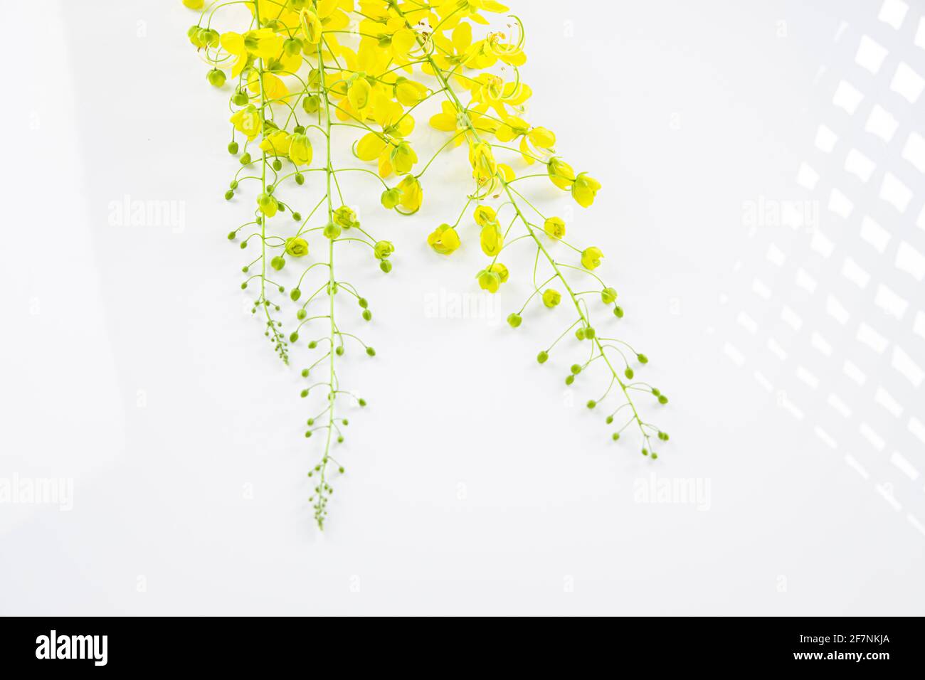 Kanikonna flowers hi-res stock photography and images - Alamy