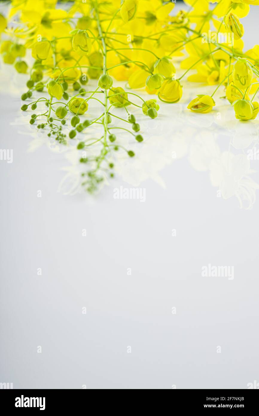 Kanikonna flower hi-res stock photography and images - Alamy