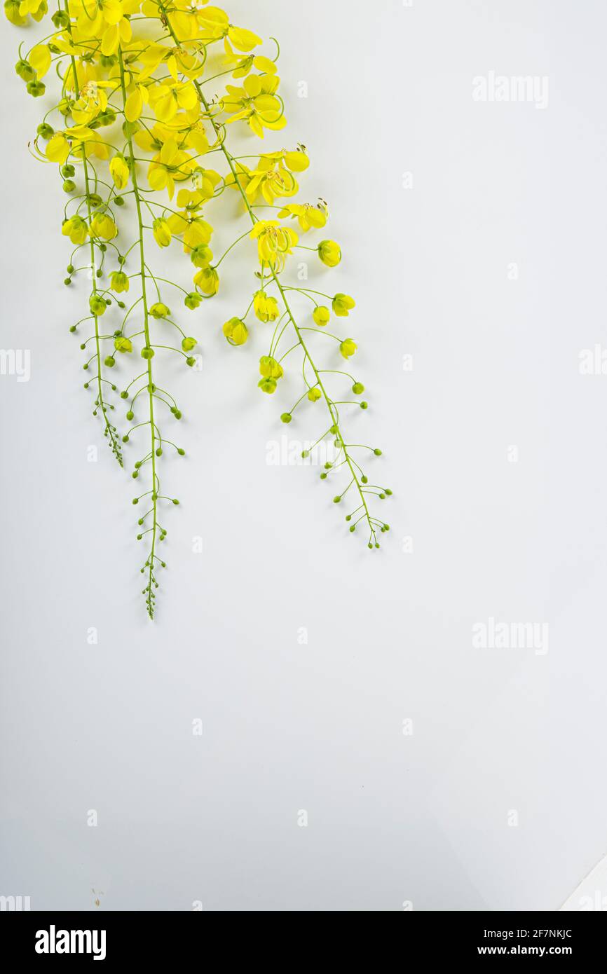 Kanikonna flower hi-res stock photography and images - Alamy