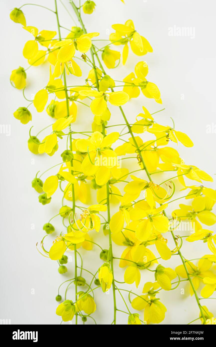 Golden shower cassia fistula hi-res stock photography and images - Alamy