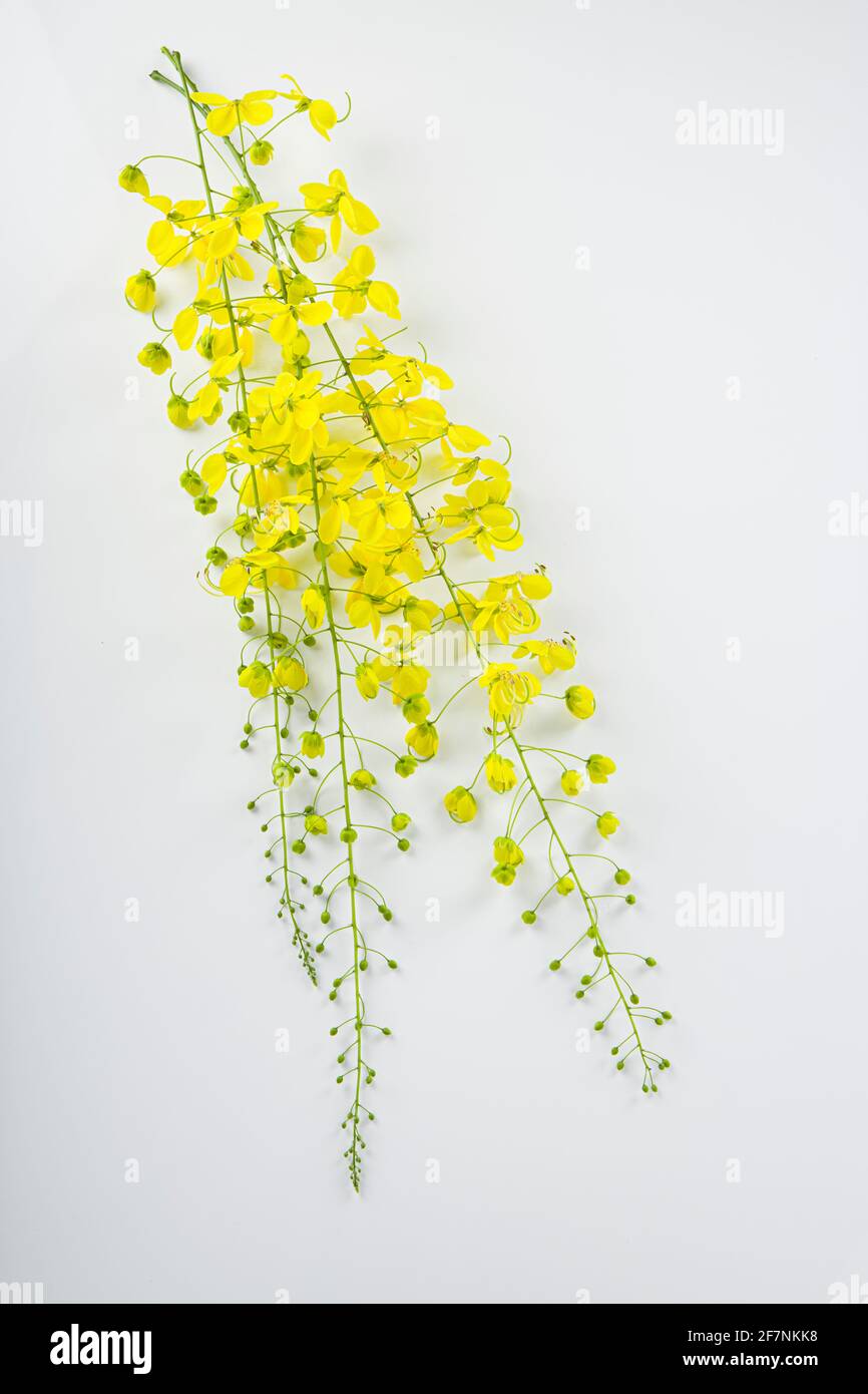 Kanikonna flower hi-res stock photography and images - Alamy