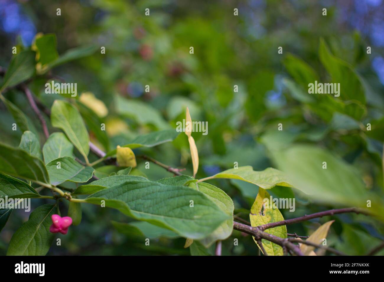 Deciduous shrub, pink flowers with orange seeds of euonymus europaeus ...