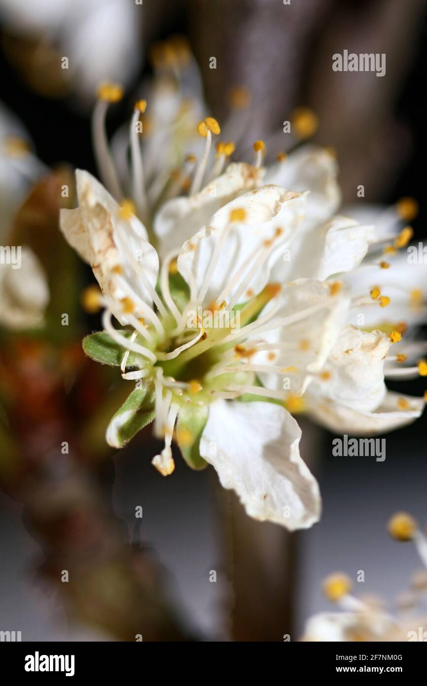 White flower blossom prunus aviun close up family rosaceae botanical ...