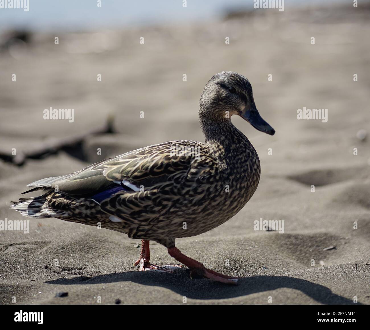 Ducks looking for a snack Stock Photo - Alamy
