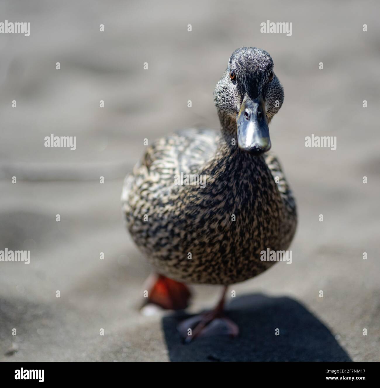 Ducks looking for a snack Stock Photo - Alamy