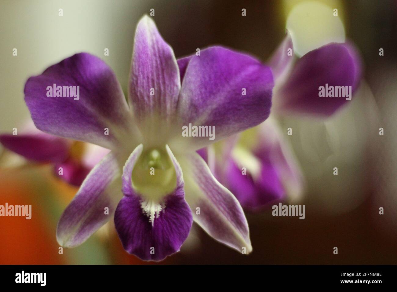 A close up of purple and white orchids Stock Photo - Alamy