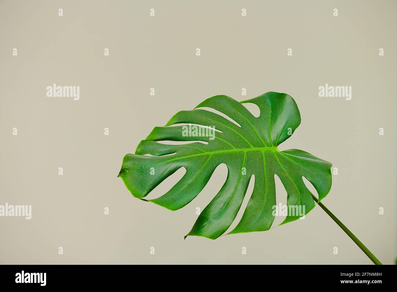 very large green leaf of a plant on a white background Stock Photo - Alamy