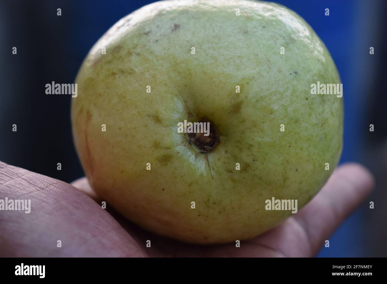 Fresh Guava (tropical fruit) isolated on a natural background Stock ...
