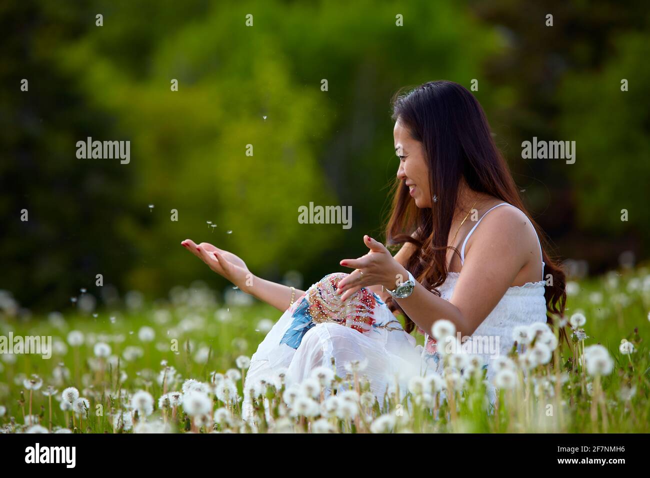 Side view of filipino female sitting on grass in a field of dandelions ...
