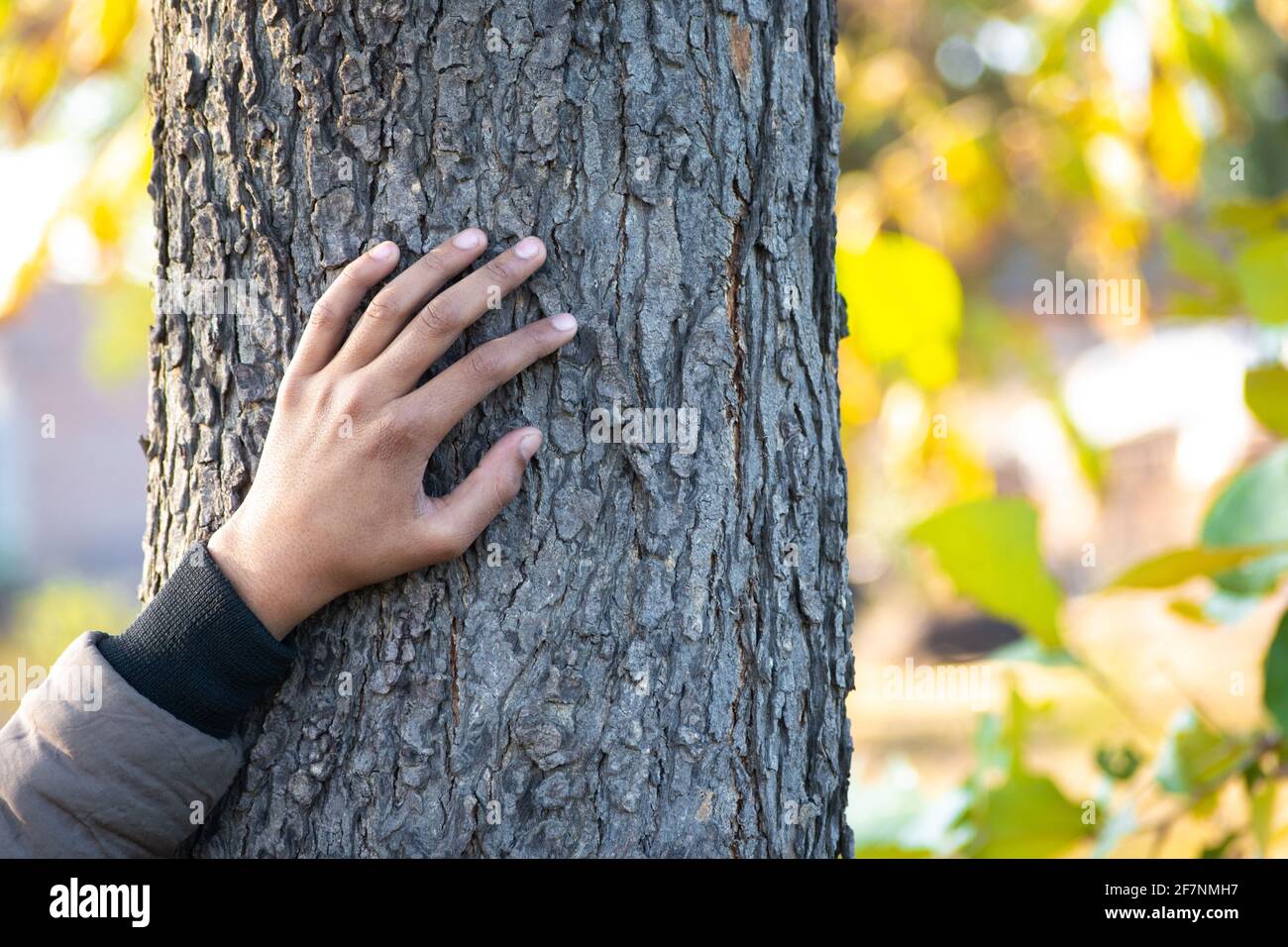 Male hand touching a tree hi-res stock photography and images - Alamy
