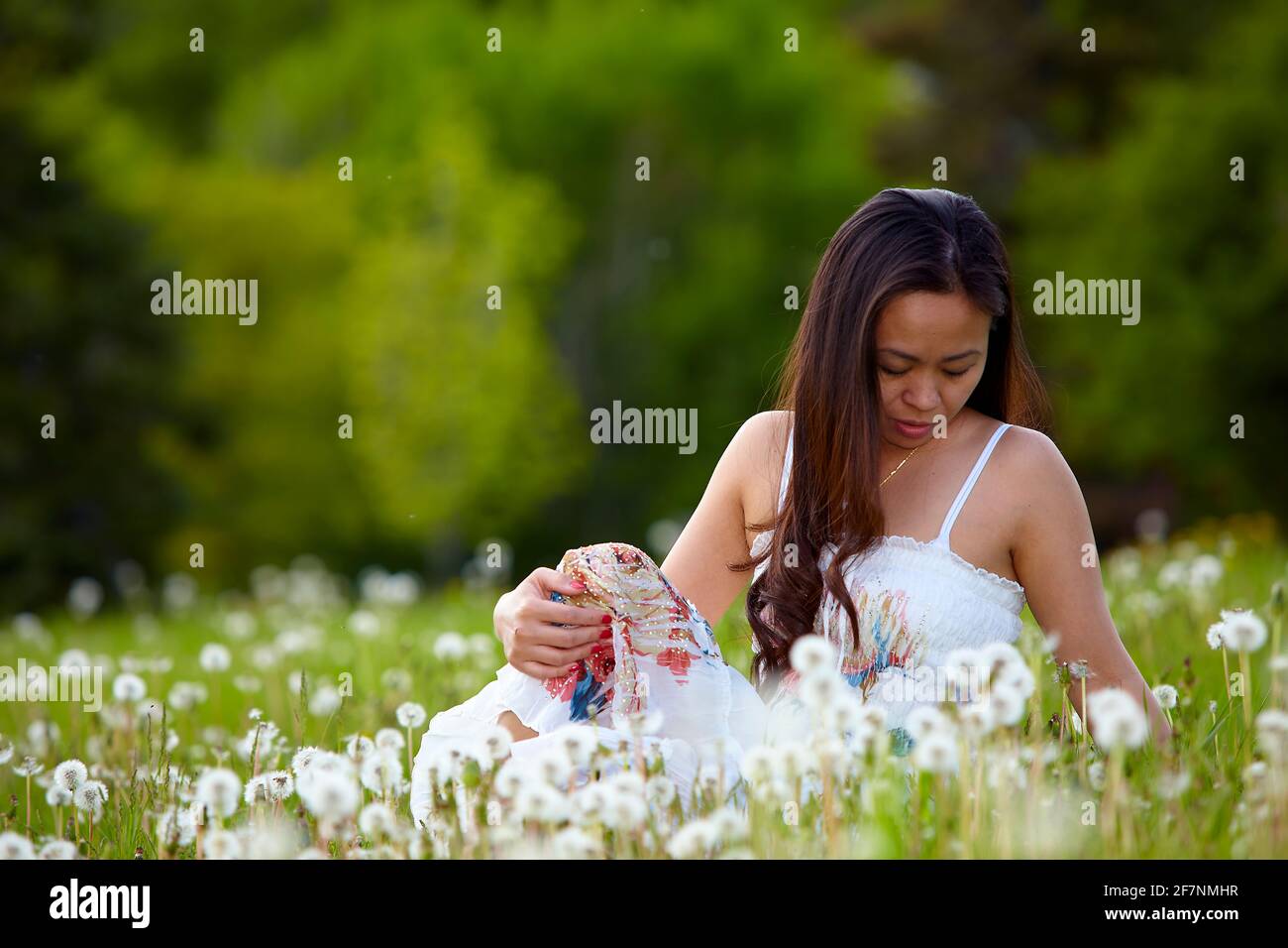 Side view of filipino female sitting on grass in a field of dandelions ...