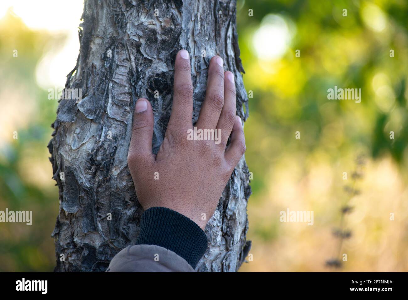 Save tree hi-res stock photography and images - Alamy