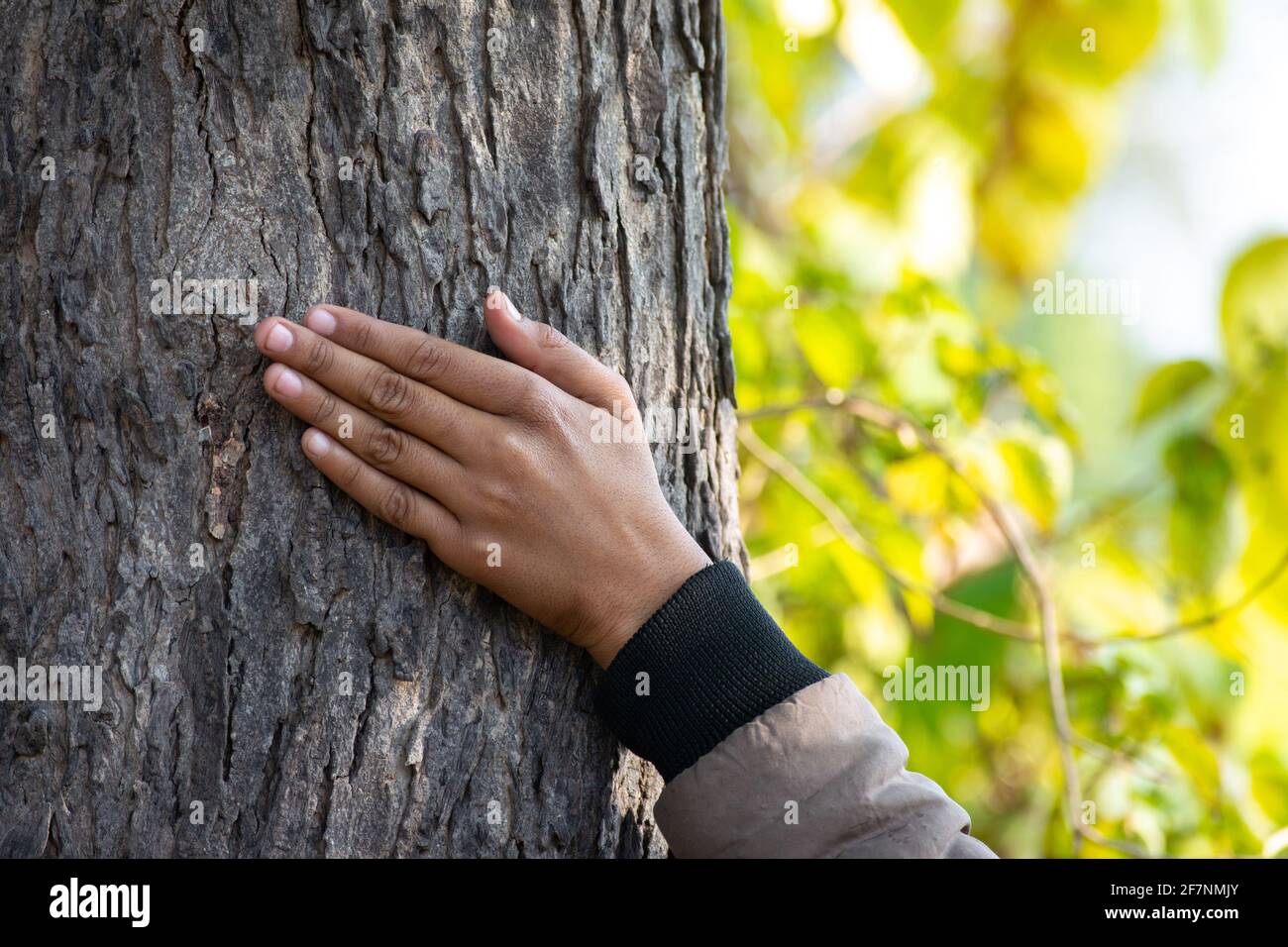Male hand touching a tree hi-res stock photography and images - Alamy