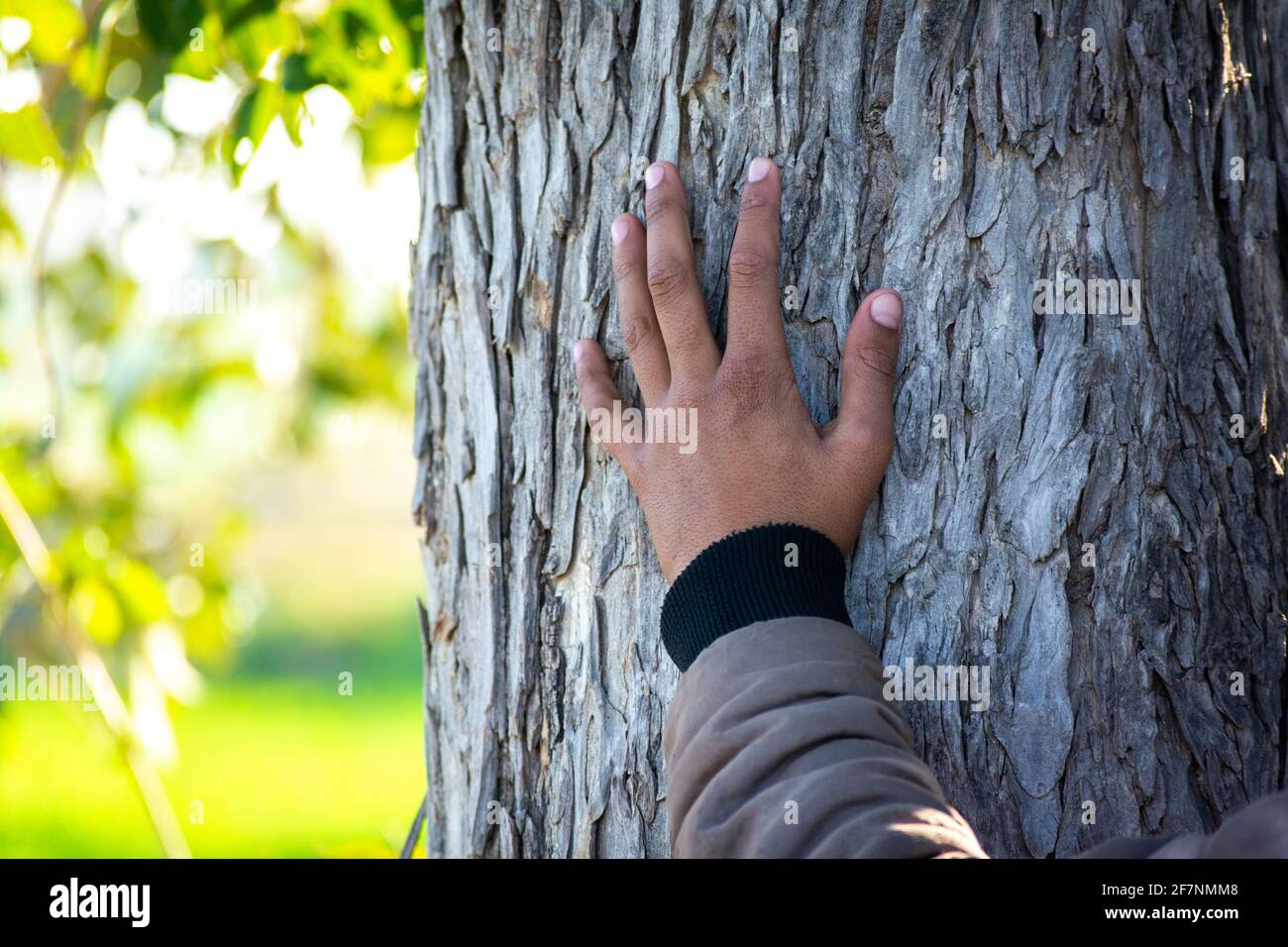 Male hand touching a tree hi-res stock photography and images - Alamy