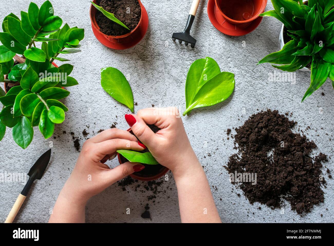 Woman's hands prepares plant for planting on concrete table Method of ...