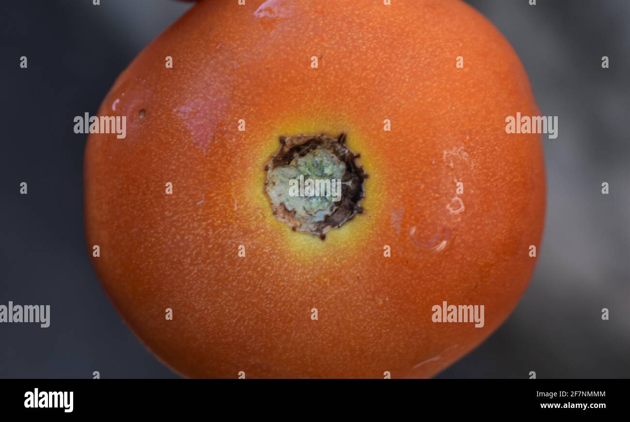 One ripe yellow tomato hi-res stock photography and images - Alamy