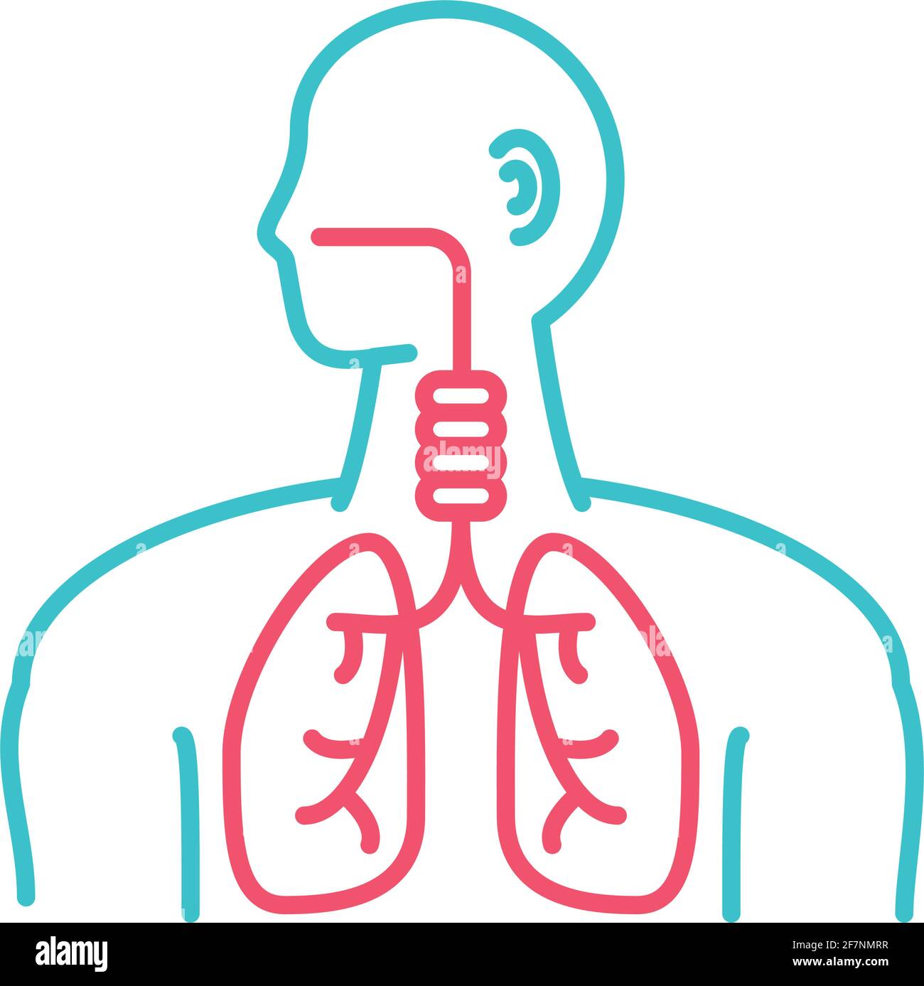 respiratory human system Stock Vector Image & Art - Alamy
