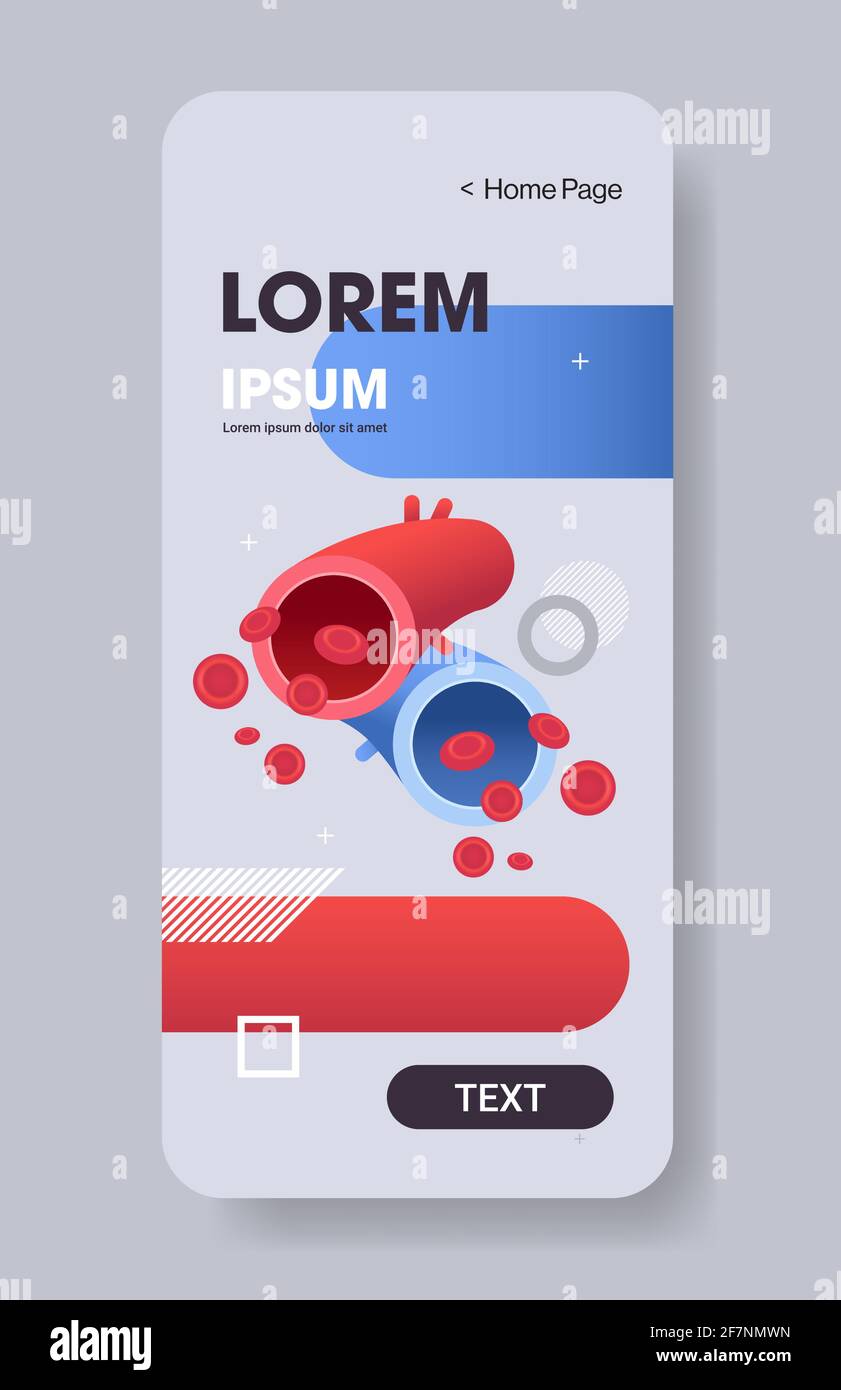 red artery and blue vein human circulatory system anatomy of blood ...