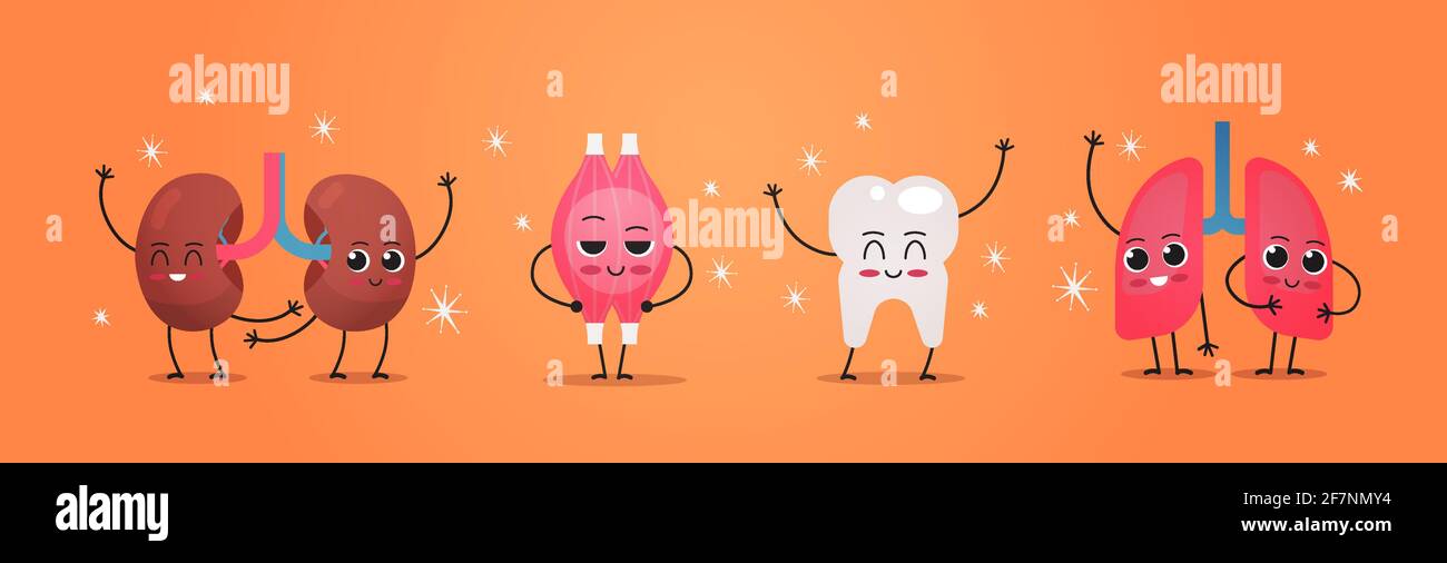 funny anatomical mascot kidneys muscle tooth lungs characters cute ...