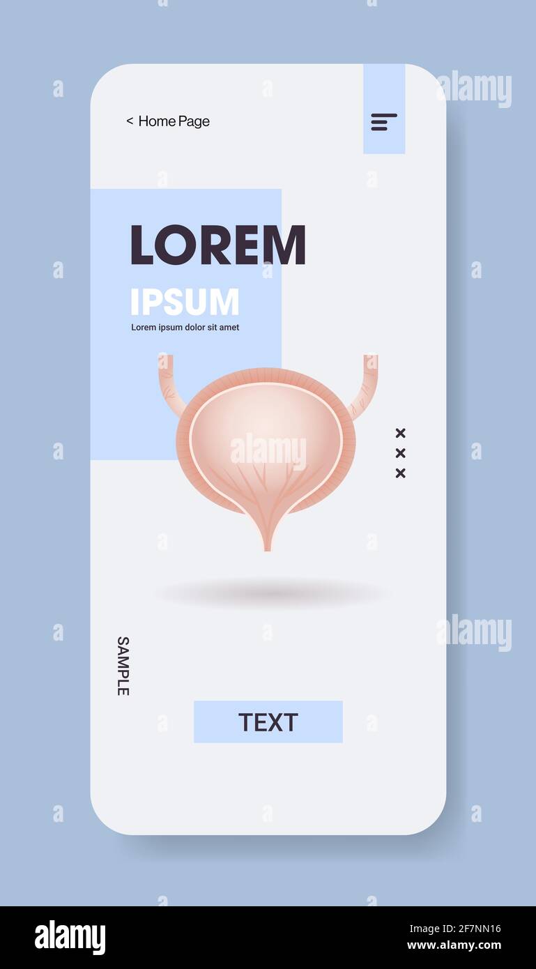 urinary bladder structure human internal organ anatomy healthcare medical concept smartphone ...