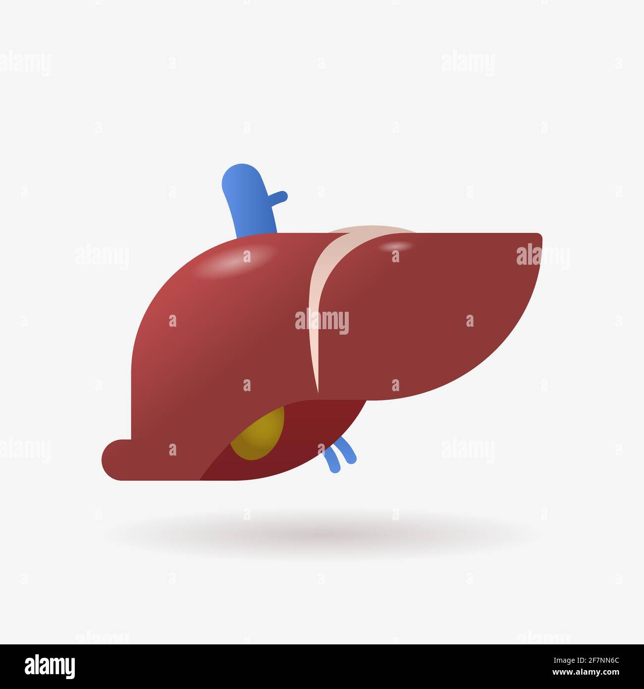 anatomical liver icon human body internal organ anatomy biology ...