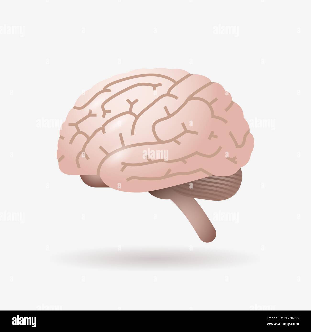 brain icon human internal organ biology anatomy healthcare concept flat ...