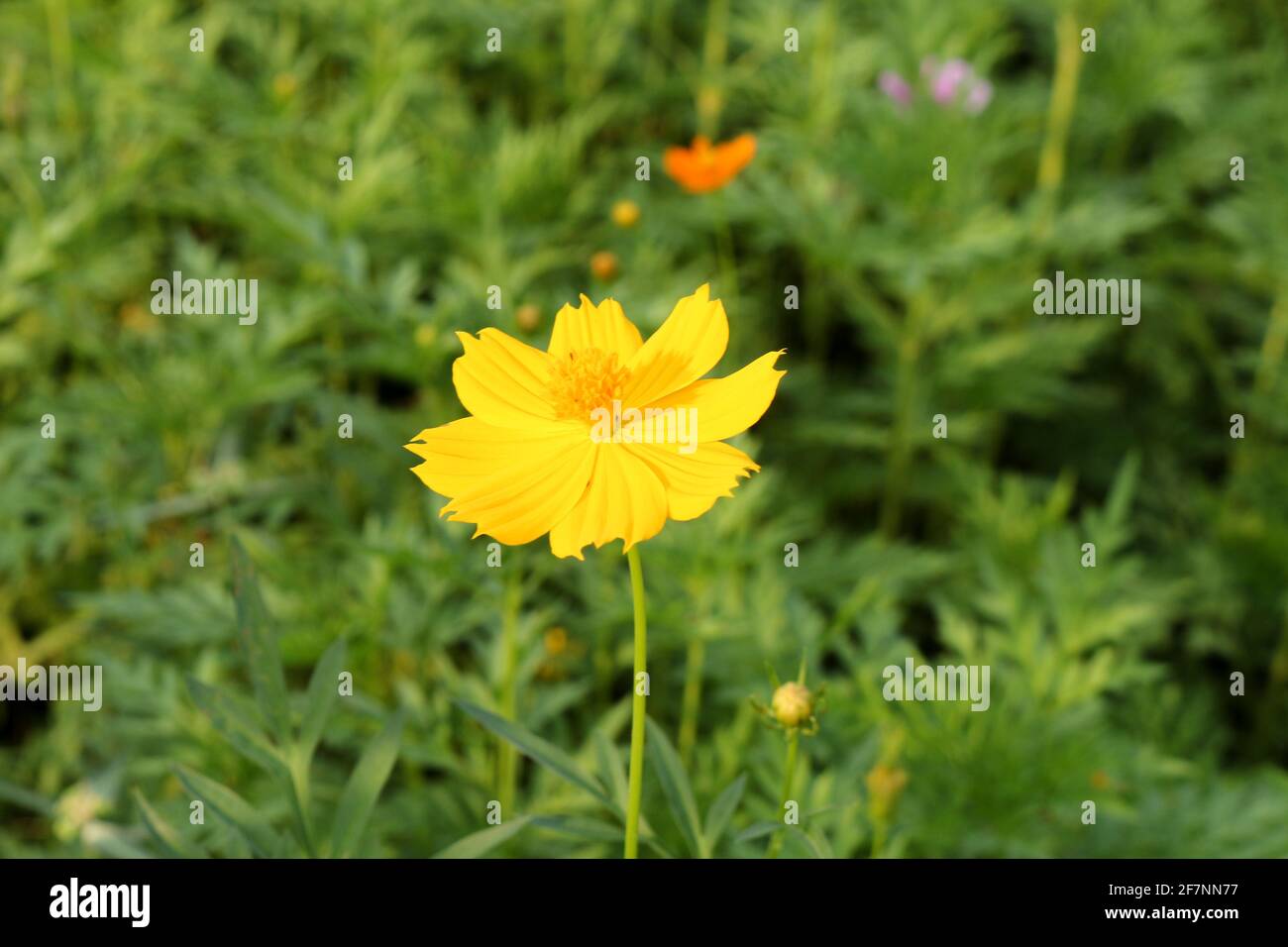 Beautiful flowers blooming in garden Stock Photo - Alamy