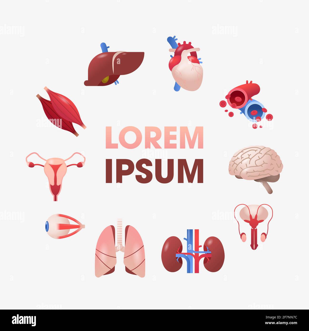 set human internal organs anatomical stomach liver kidneys lungs heart ...