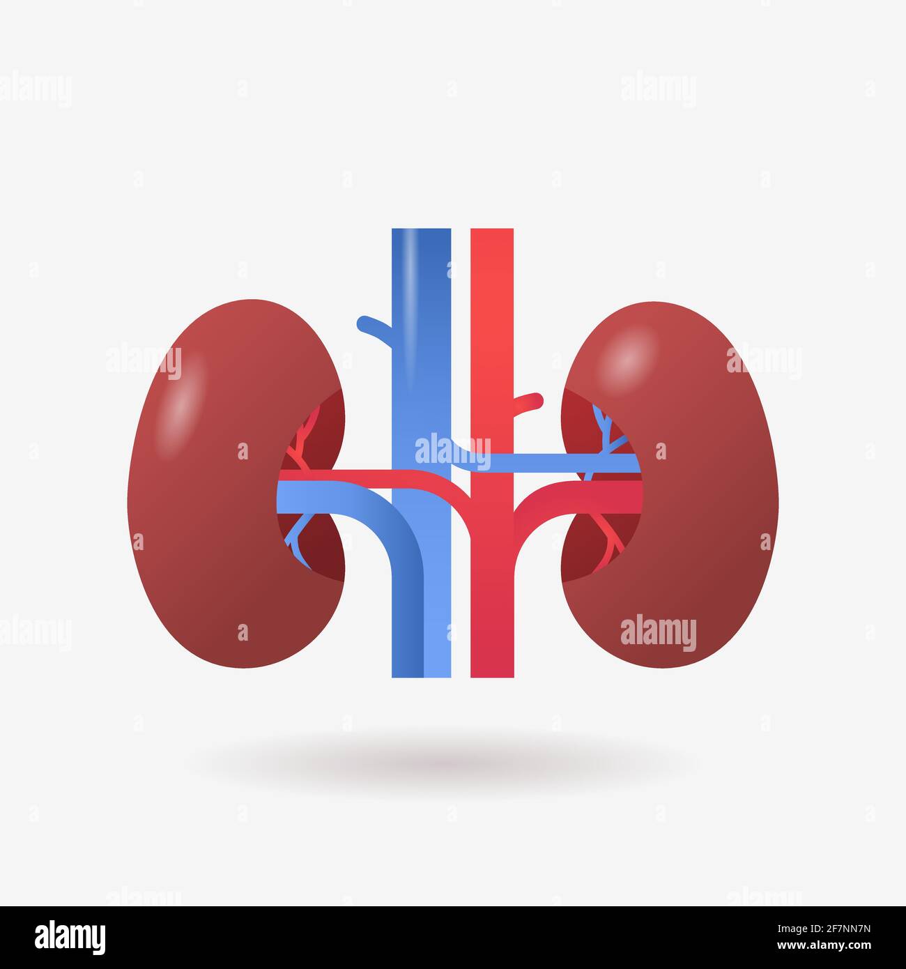 kidneys icon human internal organ anatomy healthcare medical concept ...