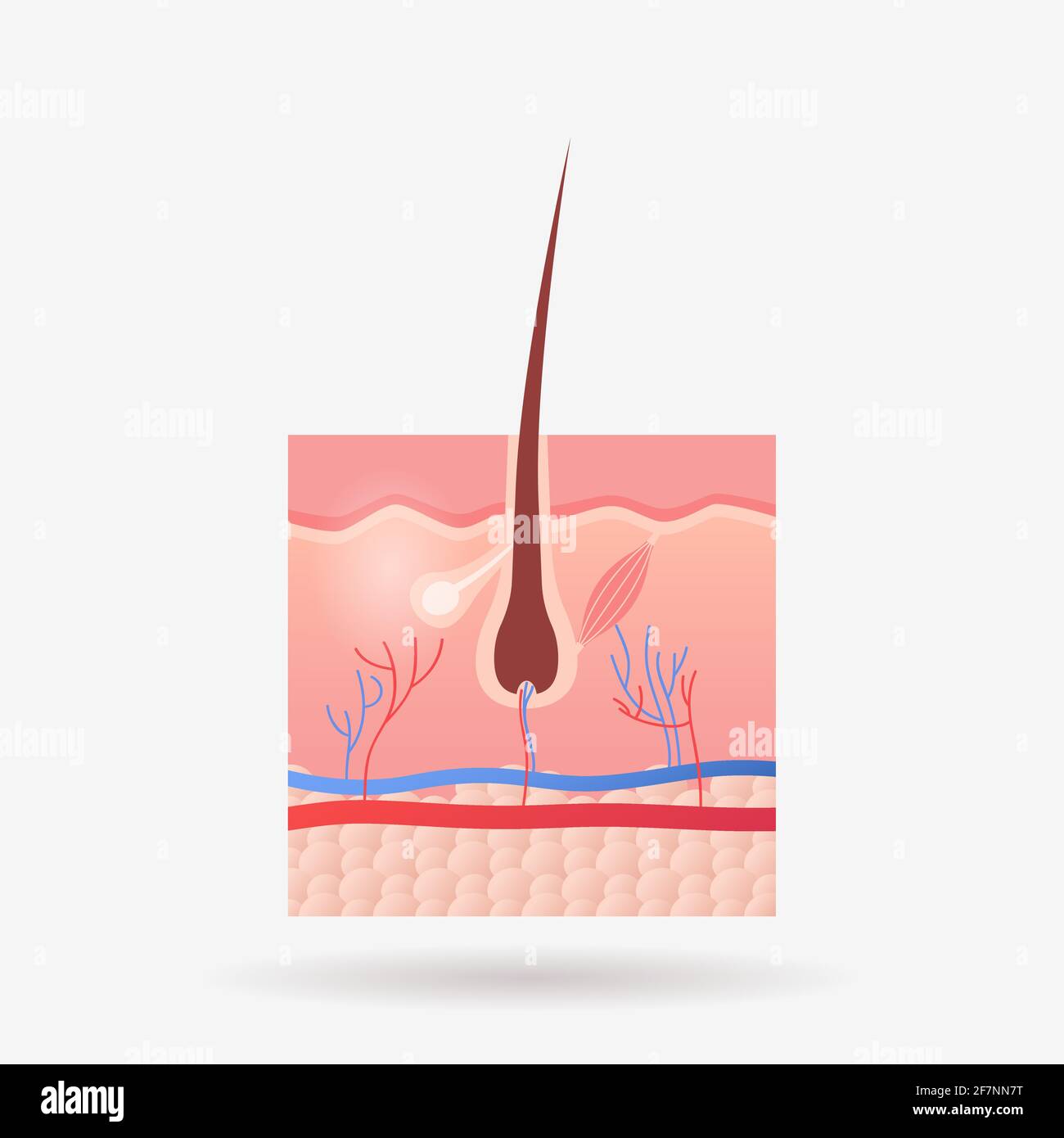 Hair Follicle Icon Human Internal Organ Anatomy Biology Healthcare