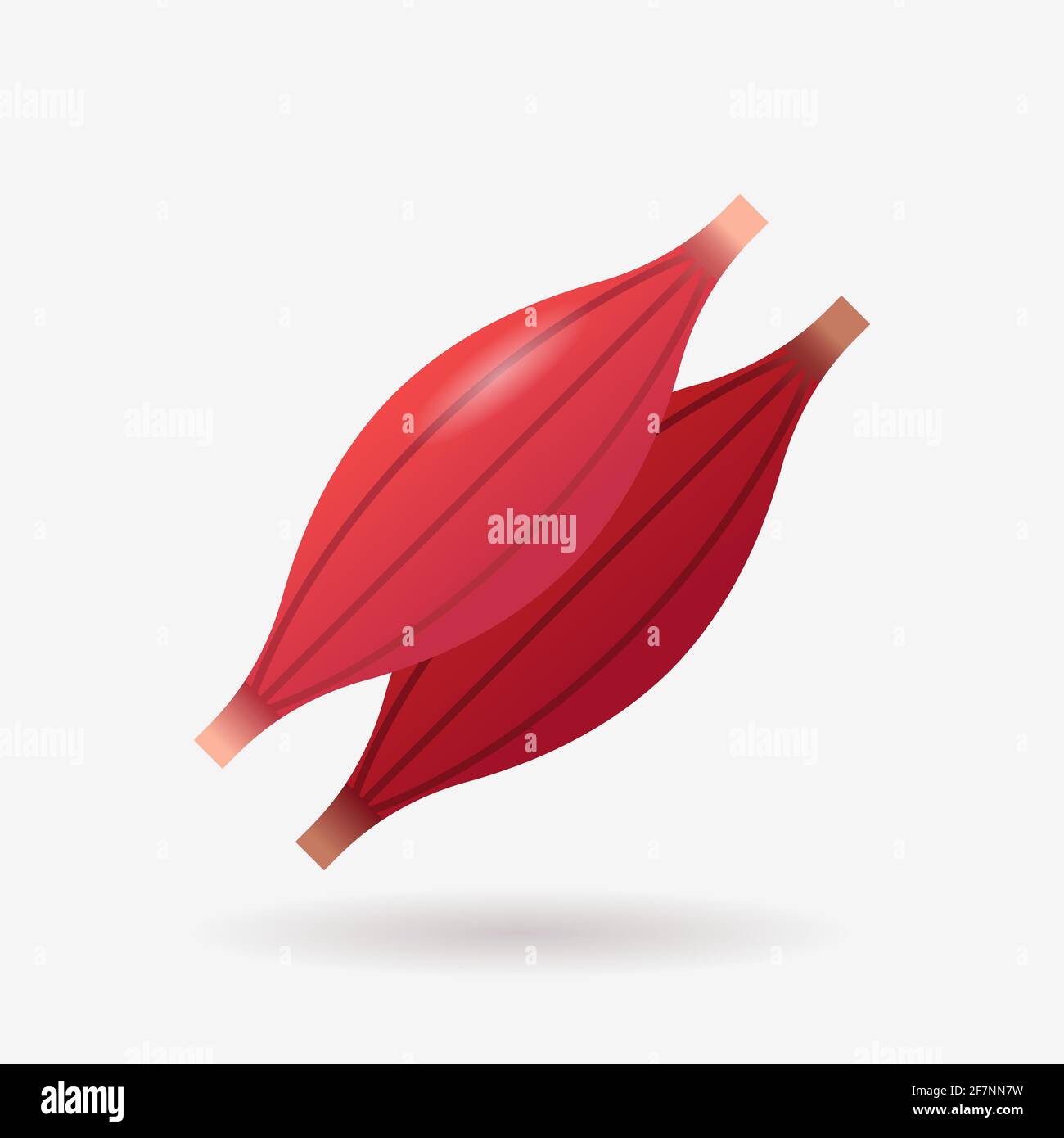 muscle icon human internal organ anatomy healthcare medicine concept ...