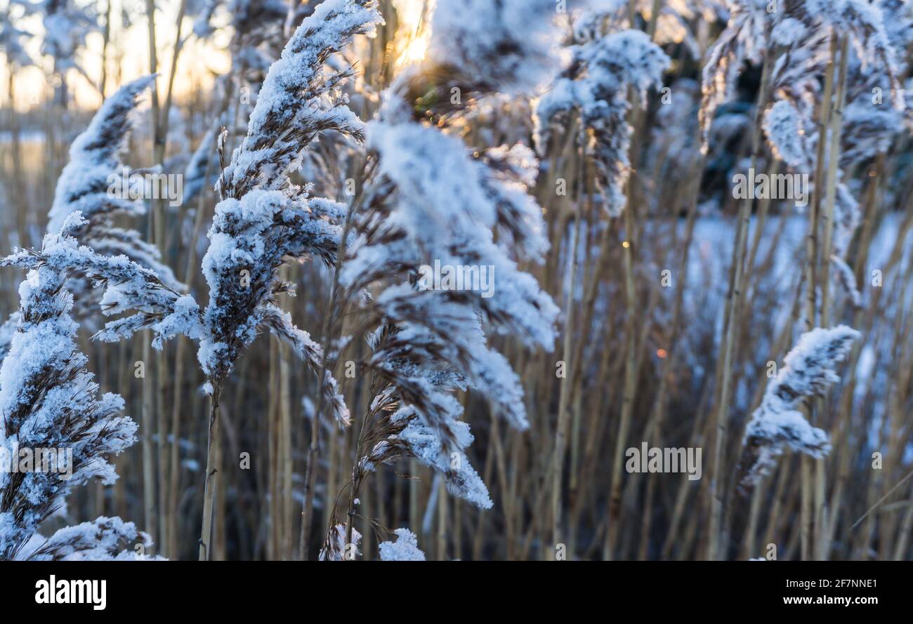 Grass covered in blossom hi-res stock photography and images - Alamy