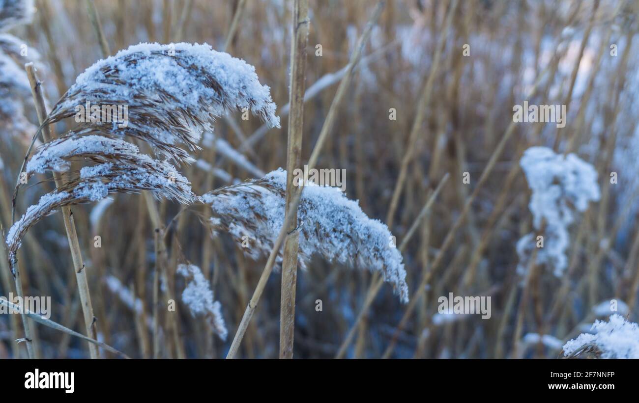 Grass covered in blossom hi-res stock photography and images - Alamy