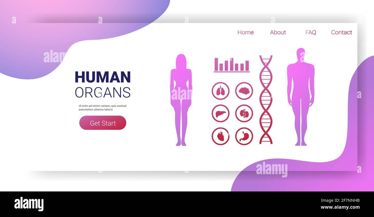 human body structure medical infographic poster with female male ...