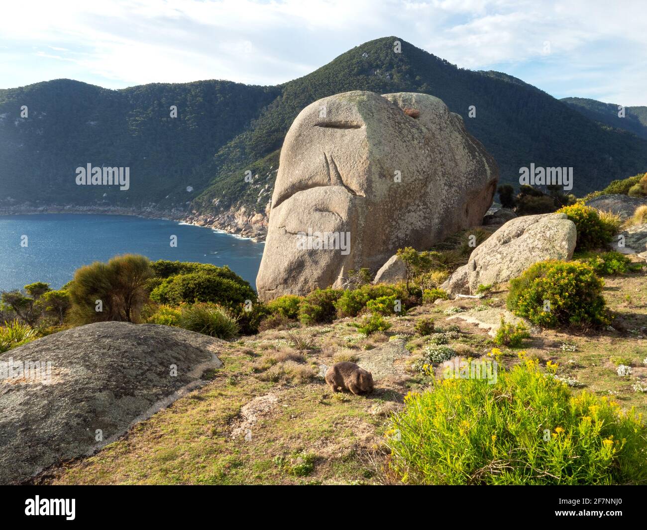 Wilsons promontory national park wombat hi-res stock photography and ...