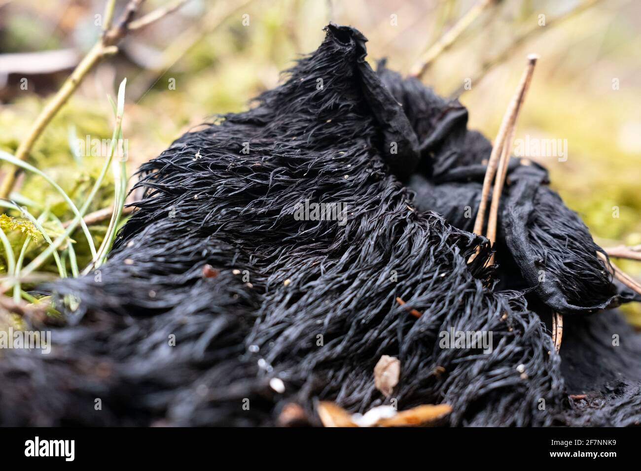 Sarcodon hi-res stock photography and images - Alamy