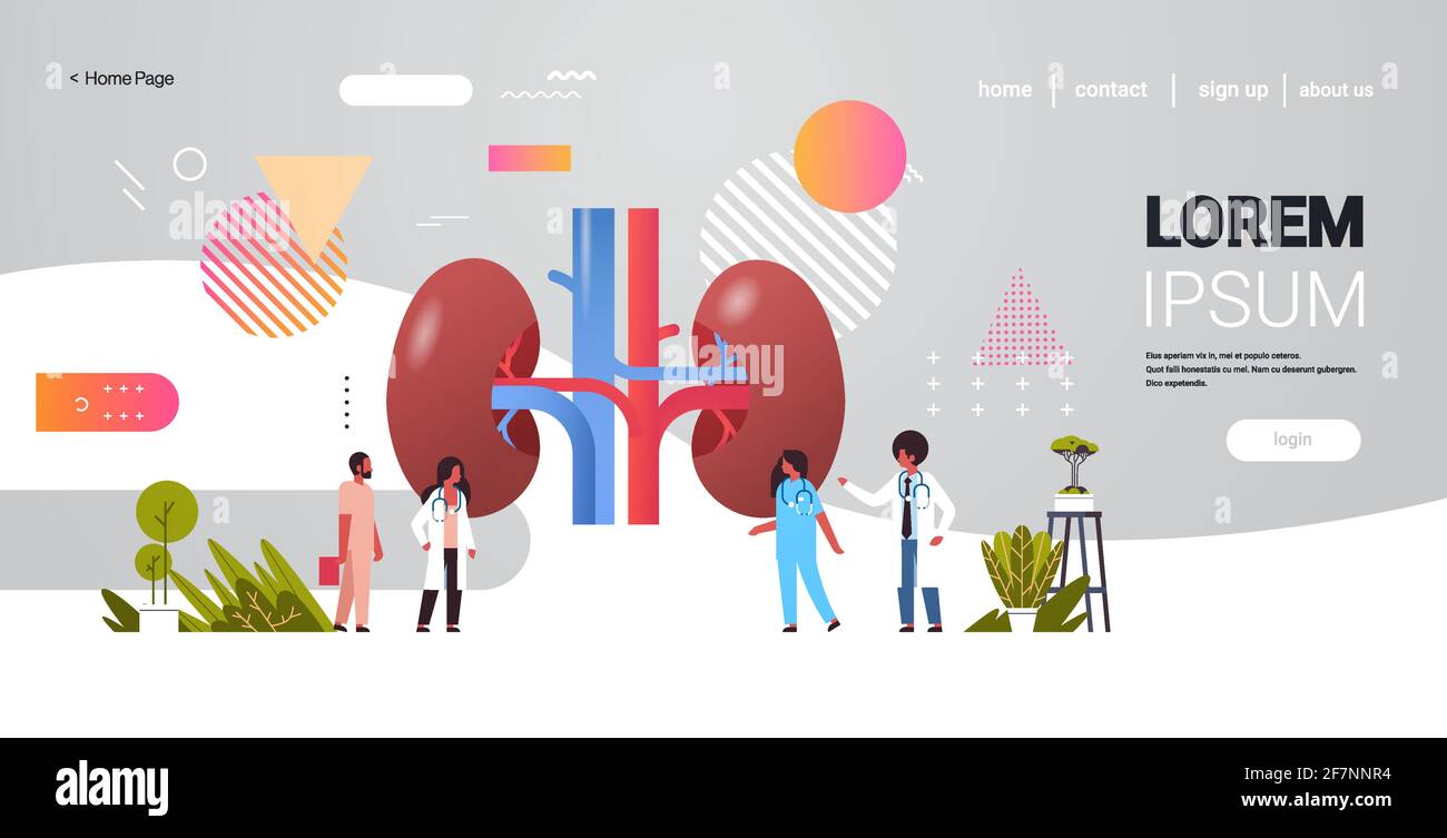 doctors team inspecting checking kidneys human internal organ ...