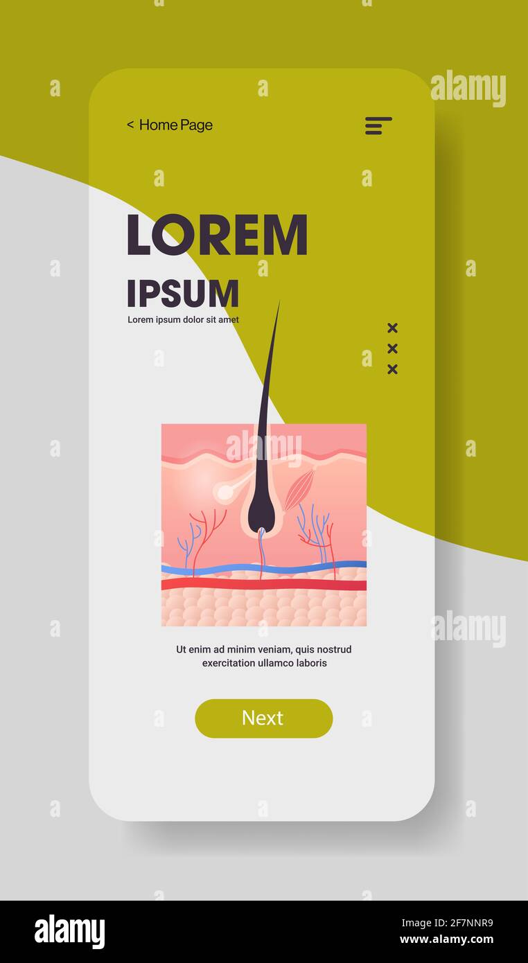 Structure of the scalp hi-res stock photography and images - Alamy