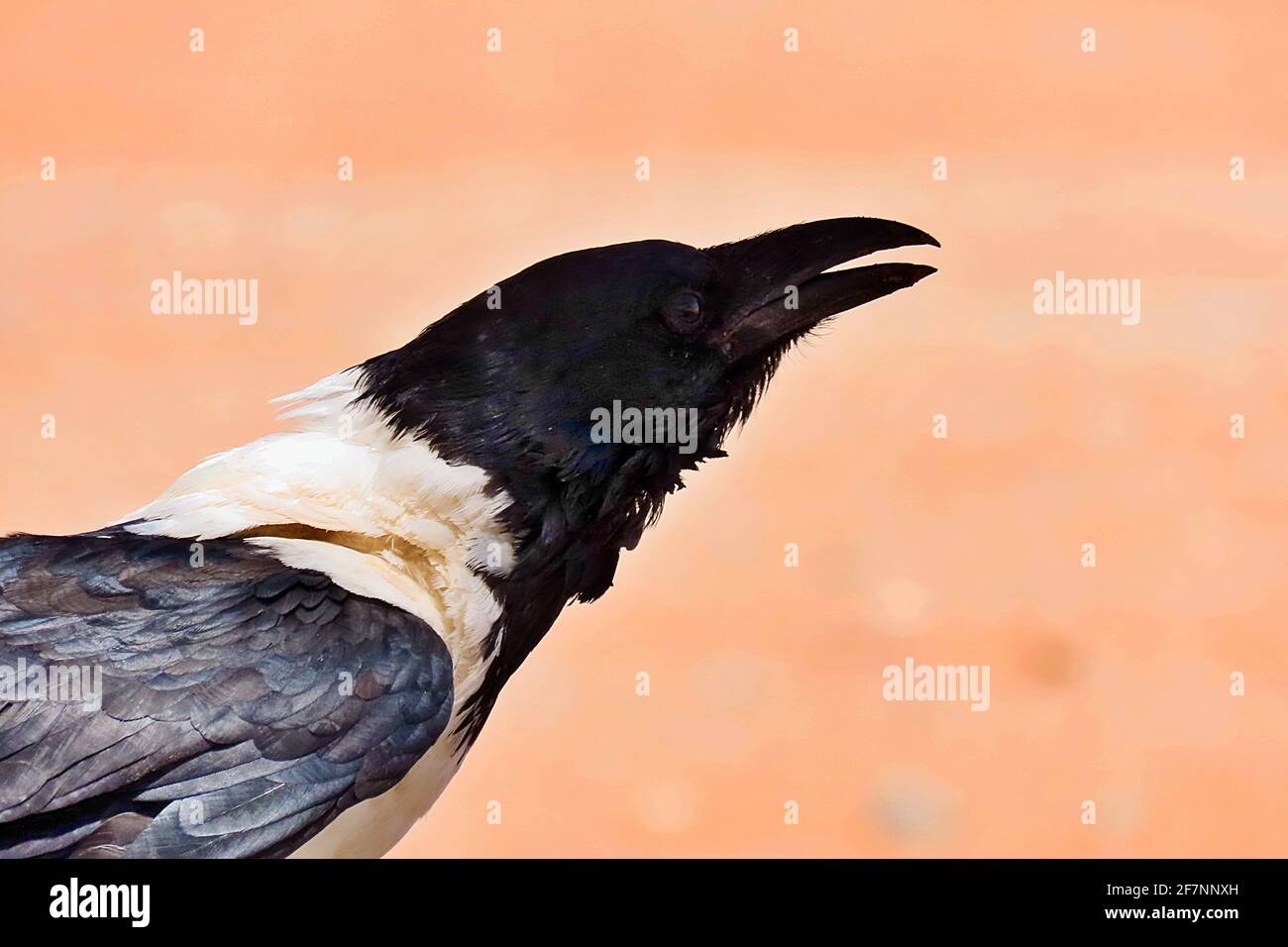 An African Pied Crow (Corvus albus) at the Sossusvlei pan in Erongo ...