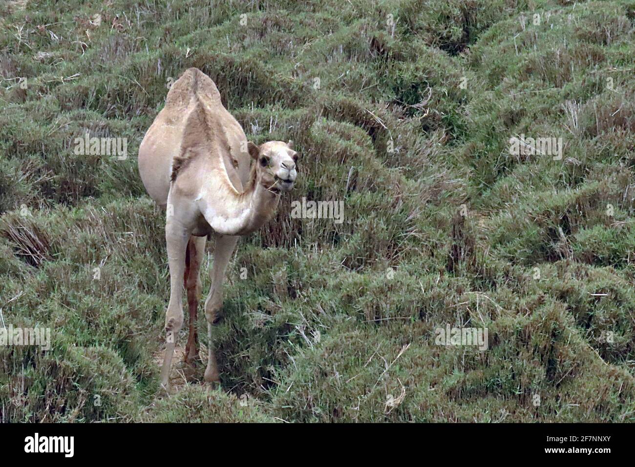 Skeleton of camel hi-res stock photography and images - Alamy