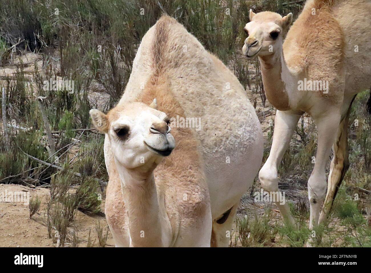Dromedary Camels (Camelus dromedarius) introduced into the desert ...