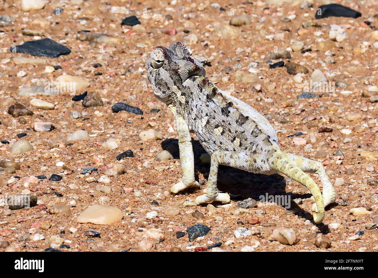 An endangered Namaqua Chameleon (Chamaeleo namaquensis) hunting through ...