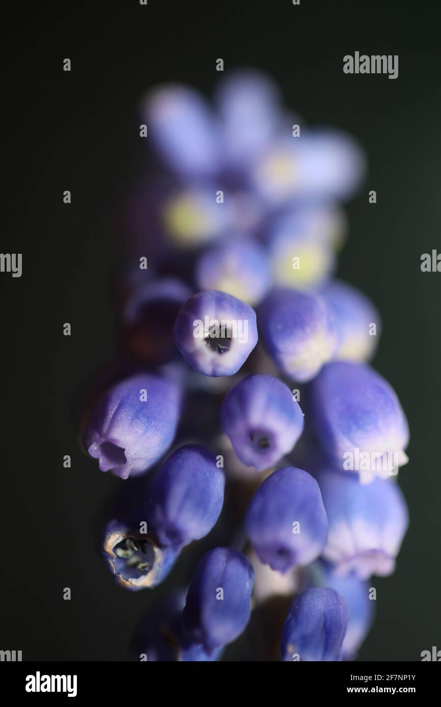 Blue small wild flower macro Muscari neglectum family asparagaceae ...