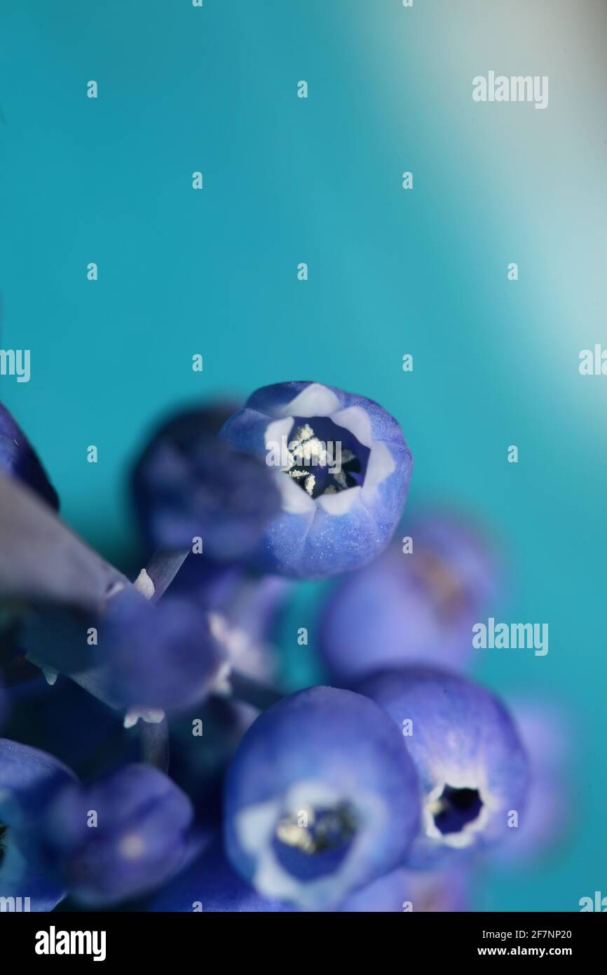 Blue small wild flower macro Muscari neglectum family asparagaceae ...