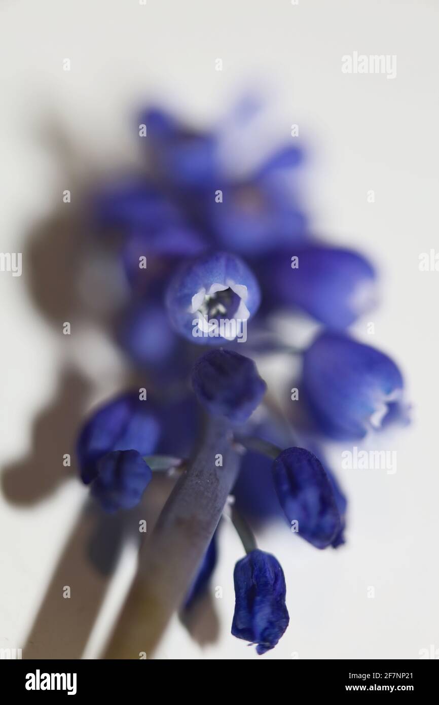 Blue small wild flower macro Muscari neglectum family asparagaceae ...