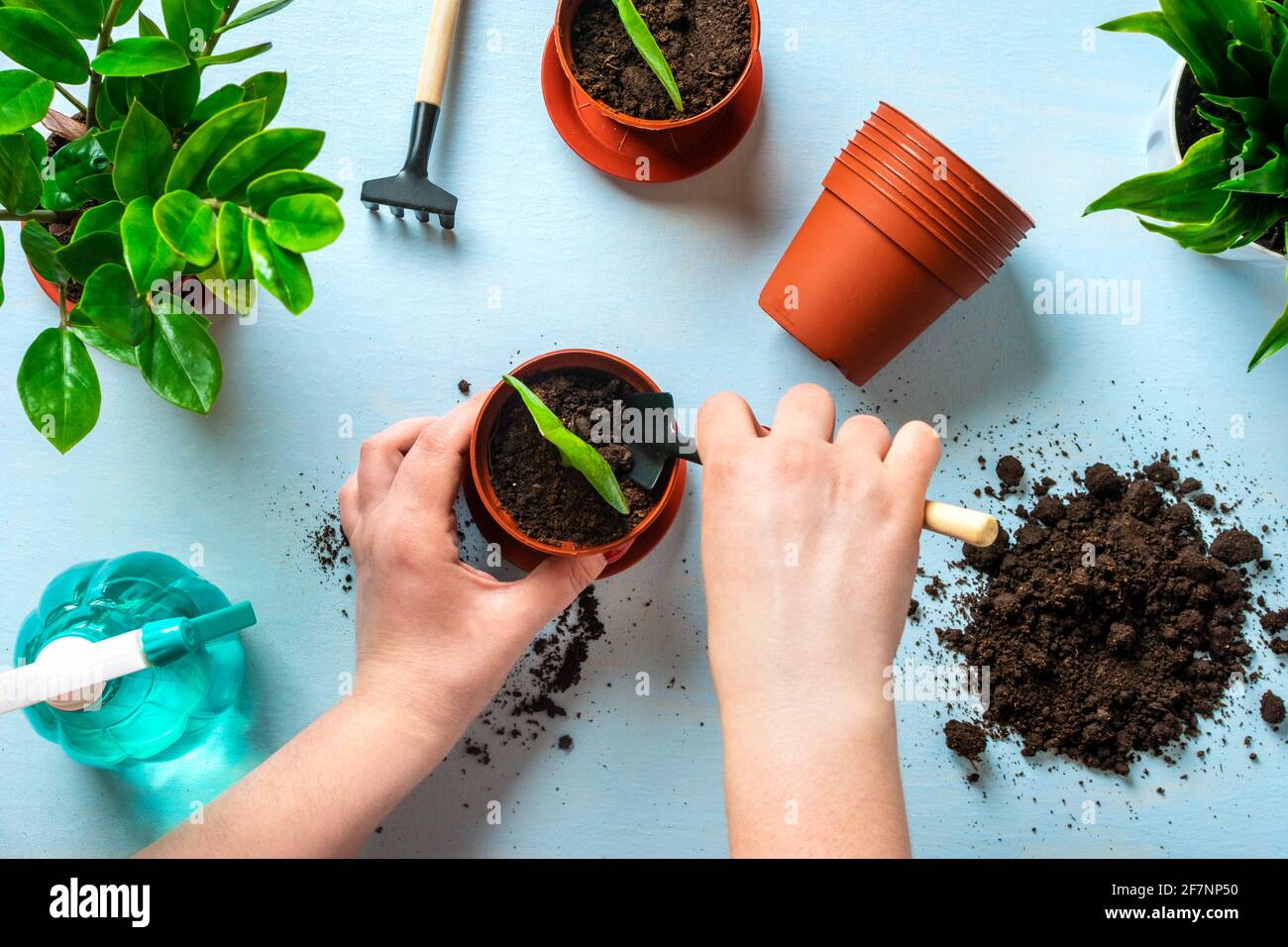 Woman's hands prepares plant for planting on blue table Method of ...