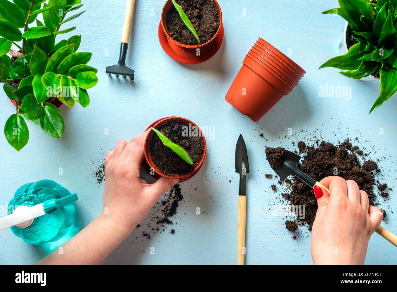 Woman's hands prepares plant for planting on blue table Method of ...
