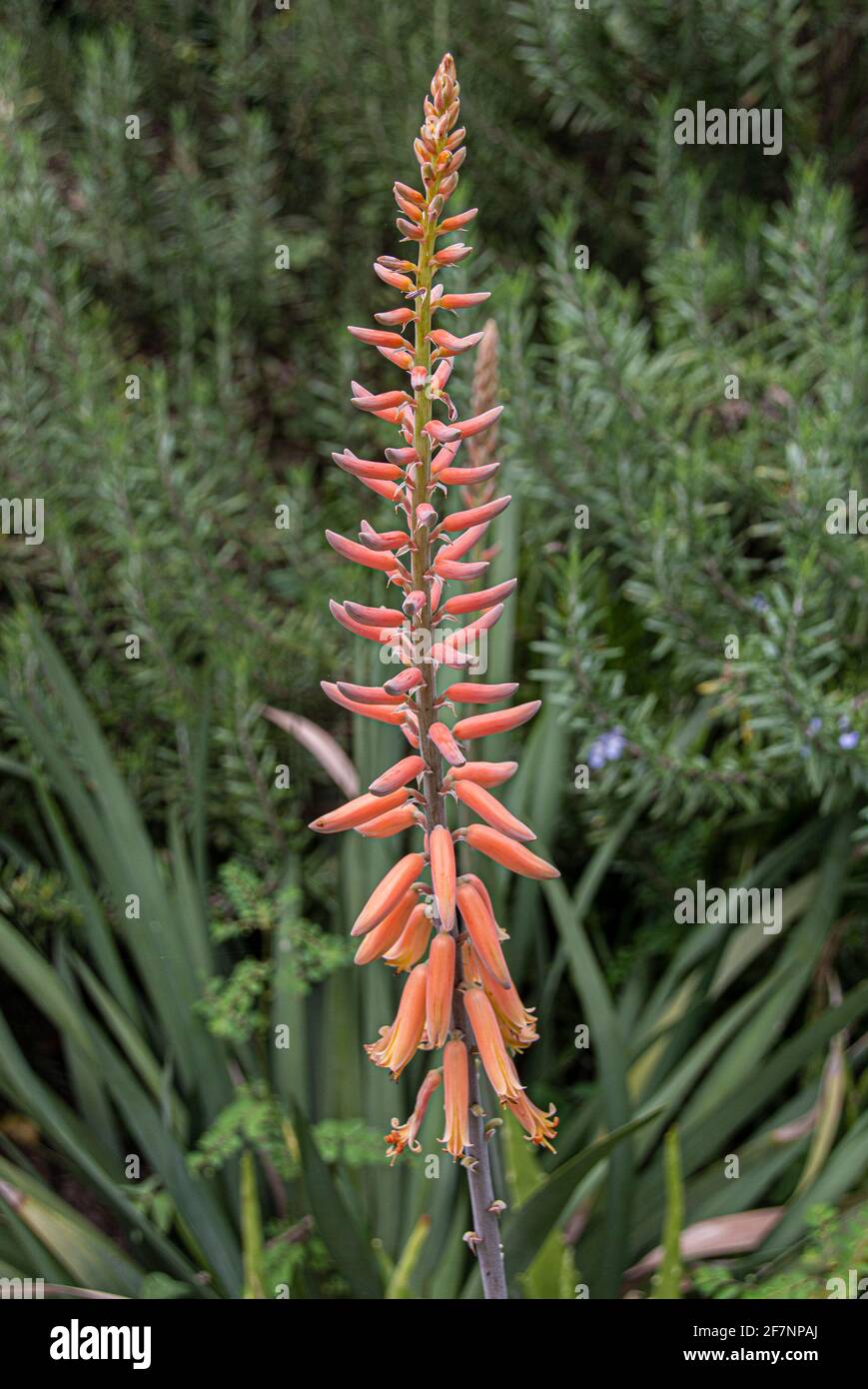 Orange aloe flower against green shrub background Stock Photo - Alamy