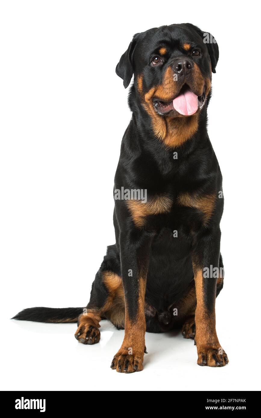 Albino Rottweiler Puppies