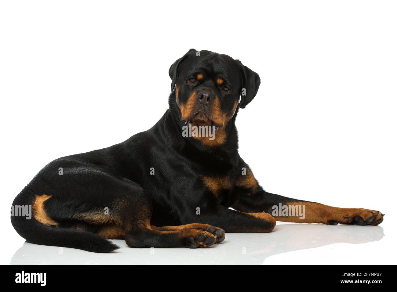Rottweiler dog isolated on white background Stock Photo - Alamy